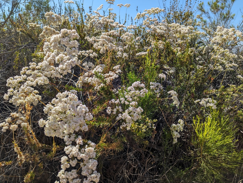 California Buckwheat Shrub | SoCal Plants – SoCalPlant